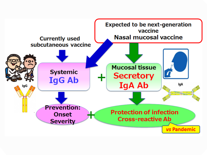 Development of mucosal vaccine adjuvants for next-generation nasal ...